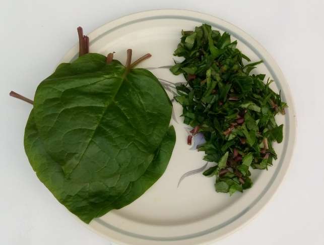 Fresh Malabar Spinach | Funmilayo Akinyode - Wetinuneed